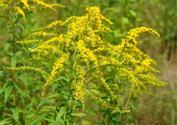 Kanadensiskt gullris | Karlstads kommun